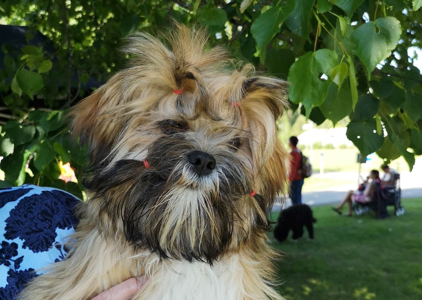 Fly Fly Pentueet | Fly Fly