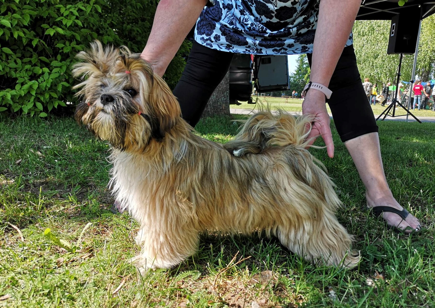 Fly Fly Pentueet | Fly Fly