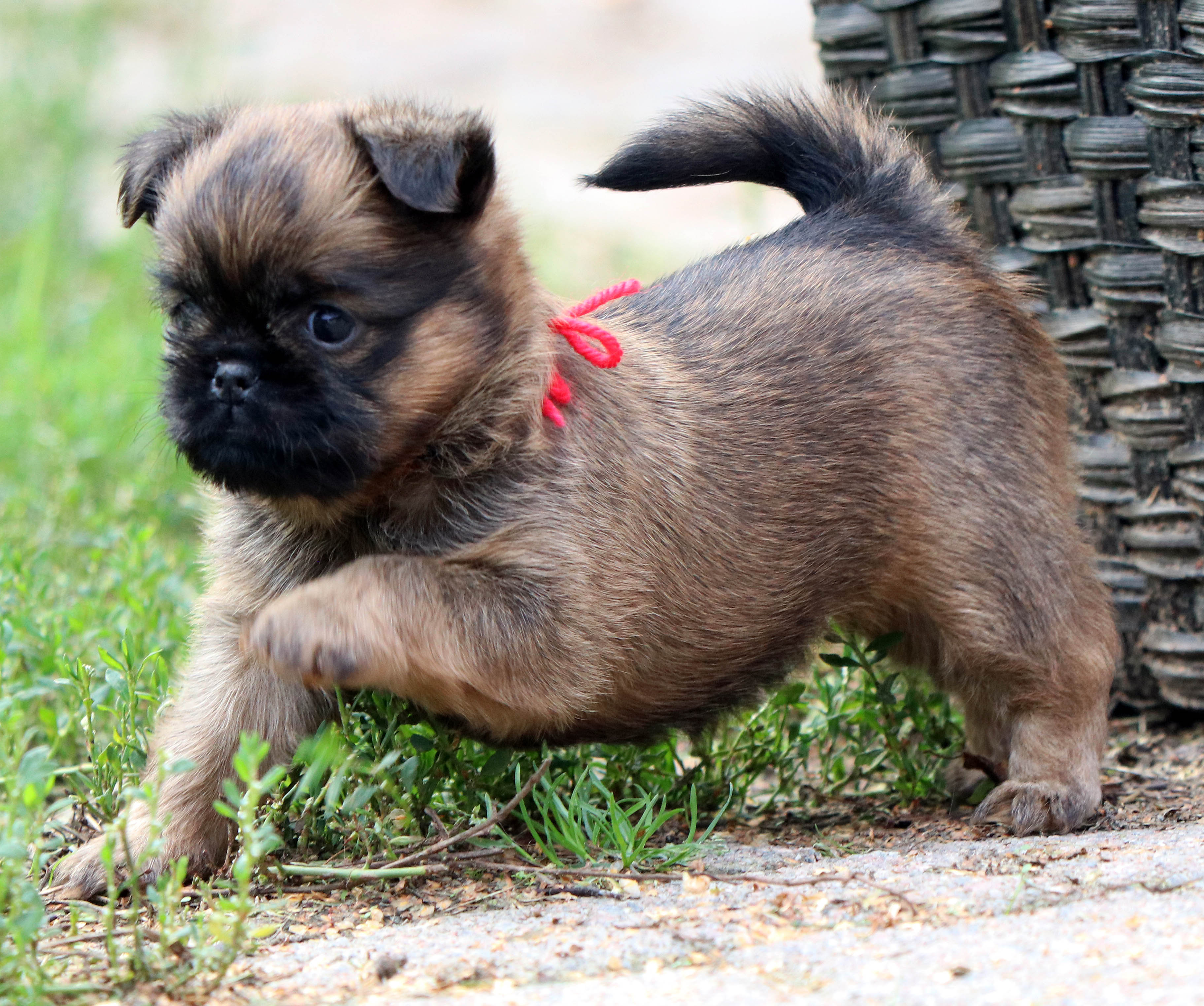 Kennel Hassunassun, Griffon Bruxellois,Petit Brabancon, Griffon Belge