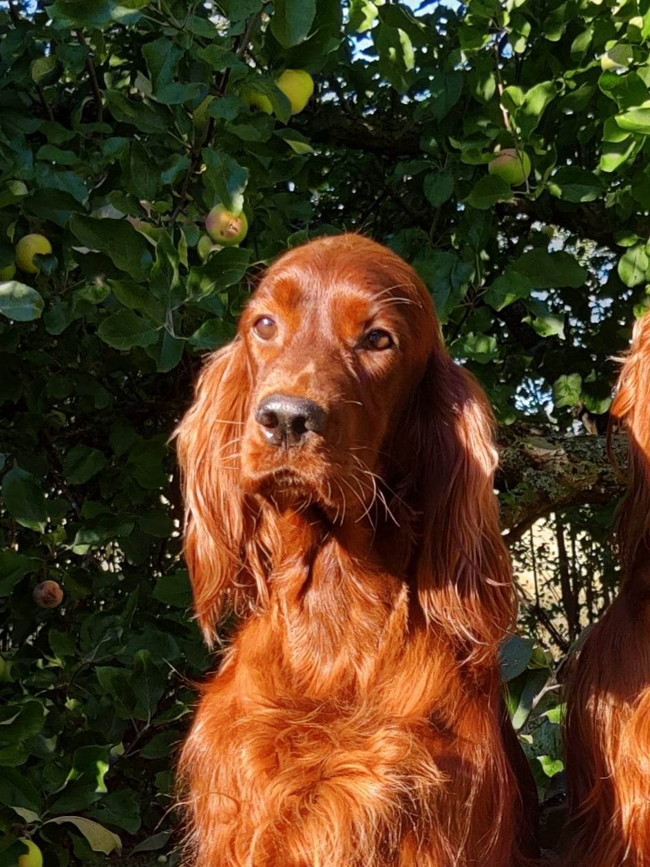 Setterit/Setters | Kennel Entice - irish red setters and sl dachshunds