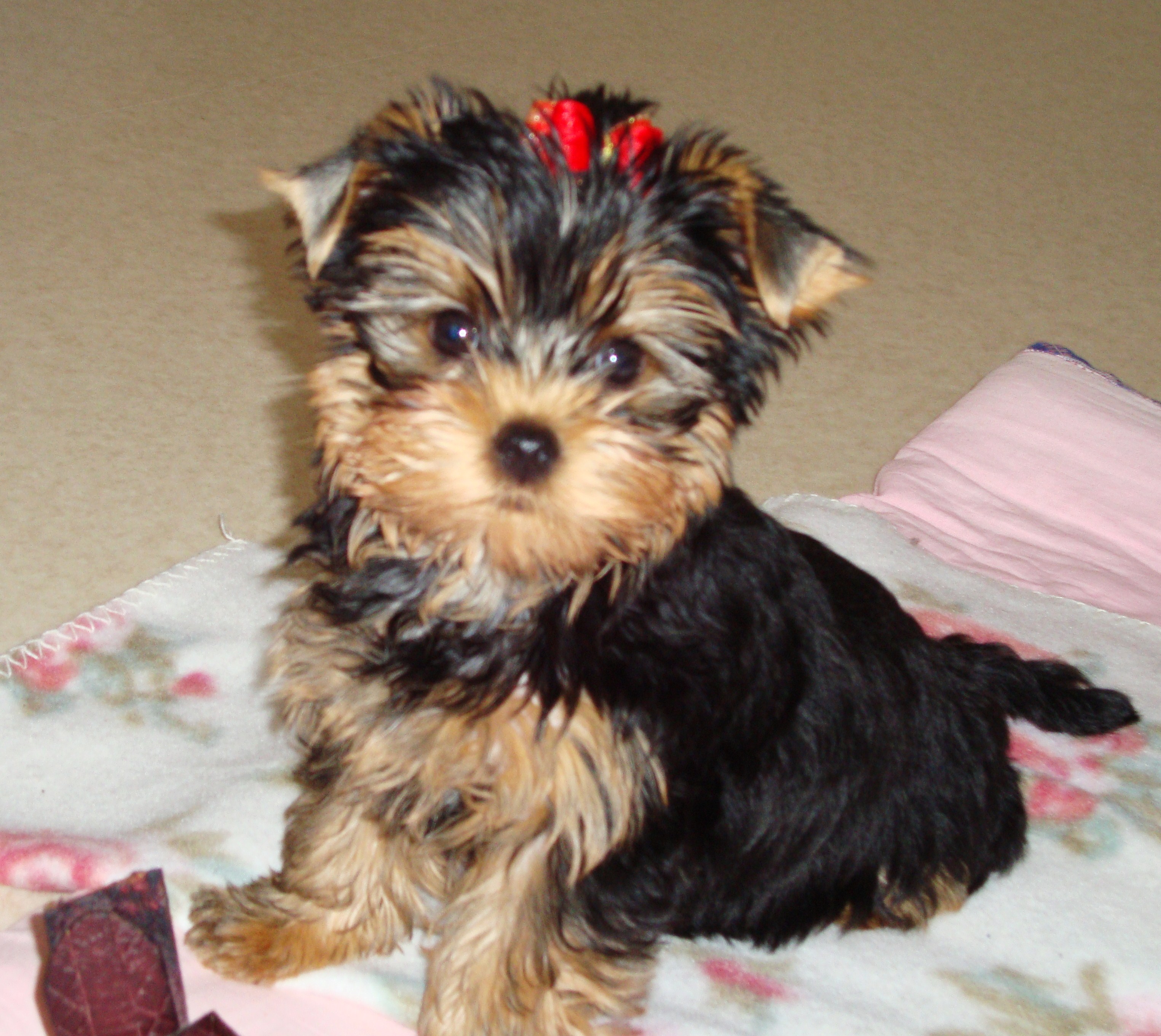 3. Yorkie puppies&adult`s in the new home | Magic Minidog ...