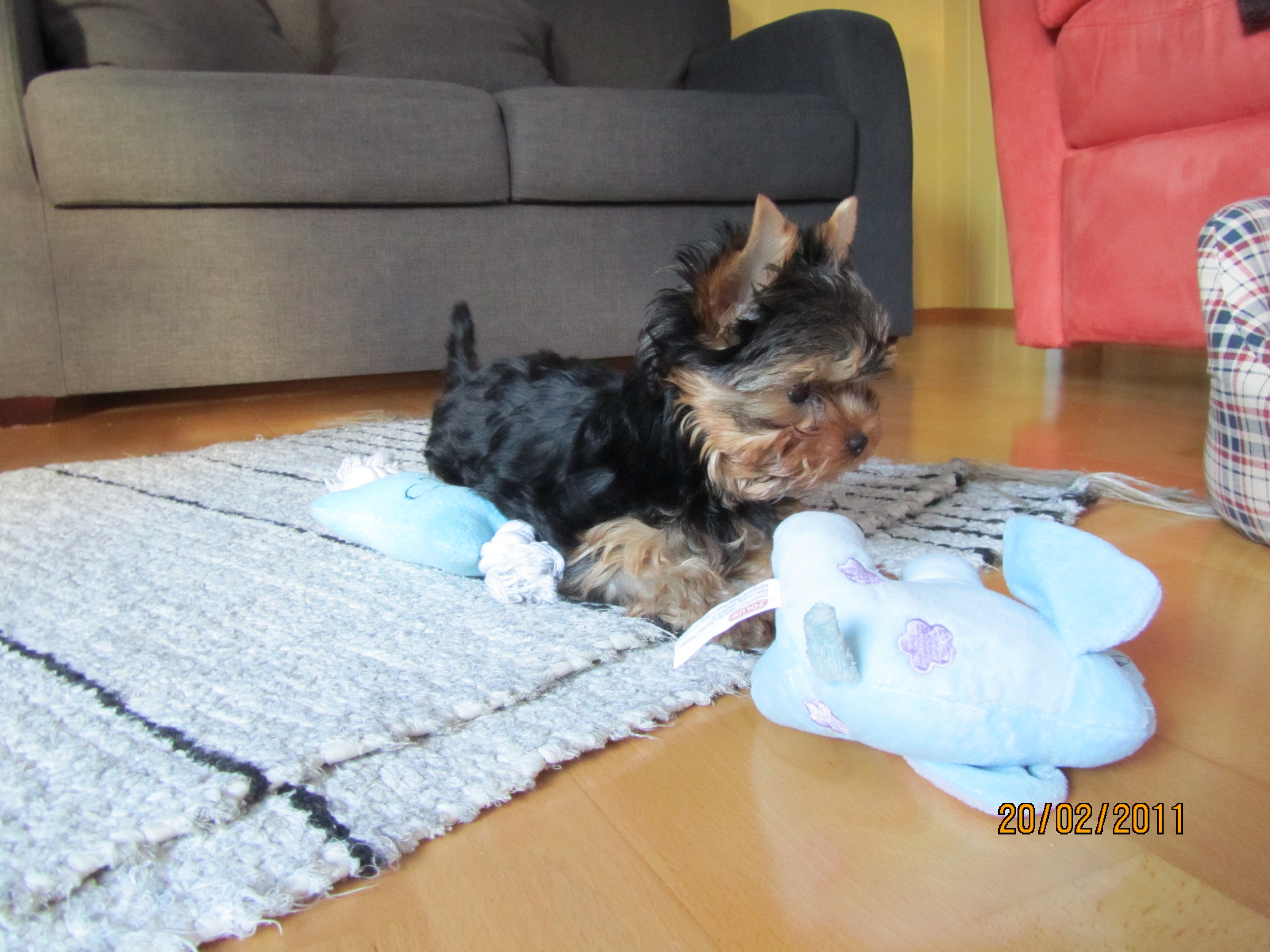 3. Yorkie puppies&adult`s in the new home | Magic Minidog ...