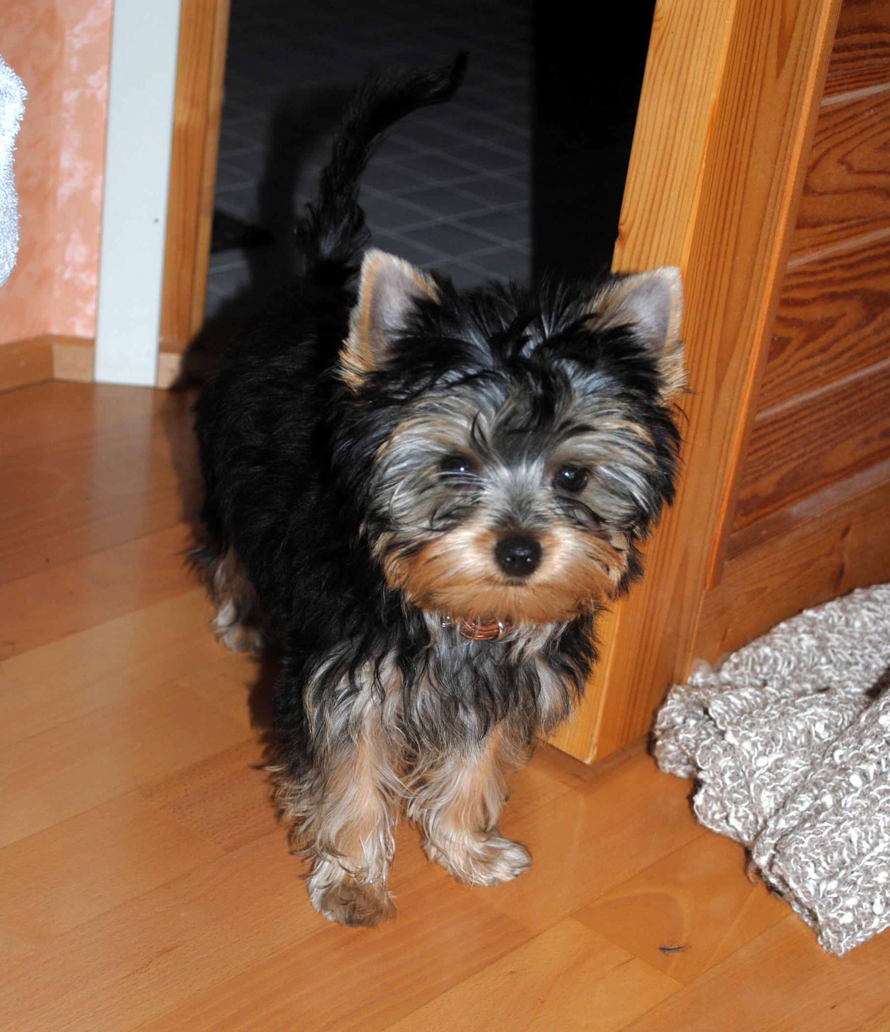 3. Yorkie puppies&adult`s in the new home | Magic Minidog ...