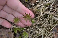 Espanjansiruetana vai ukkoetana? | Luontoturva Ky