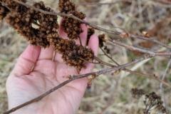 Espanjansiruetana vai ukkoetana? | Luontoturva Ky