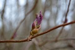 Espanjansiruetana vai ukkoetana? | Luontoturva Ky