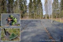 Espanjansiruetana vai ukkoetana? | Luontoturva Ky