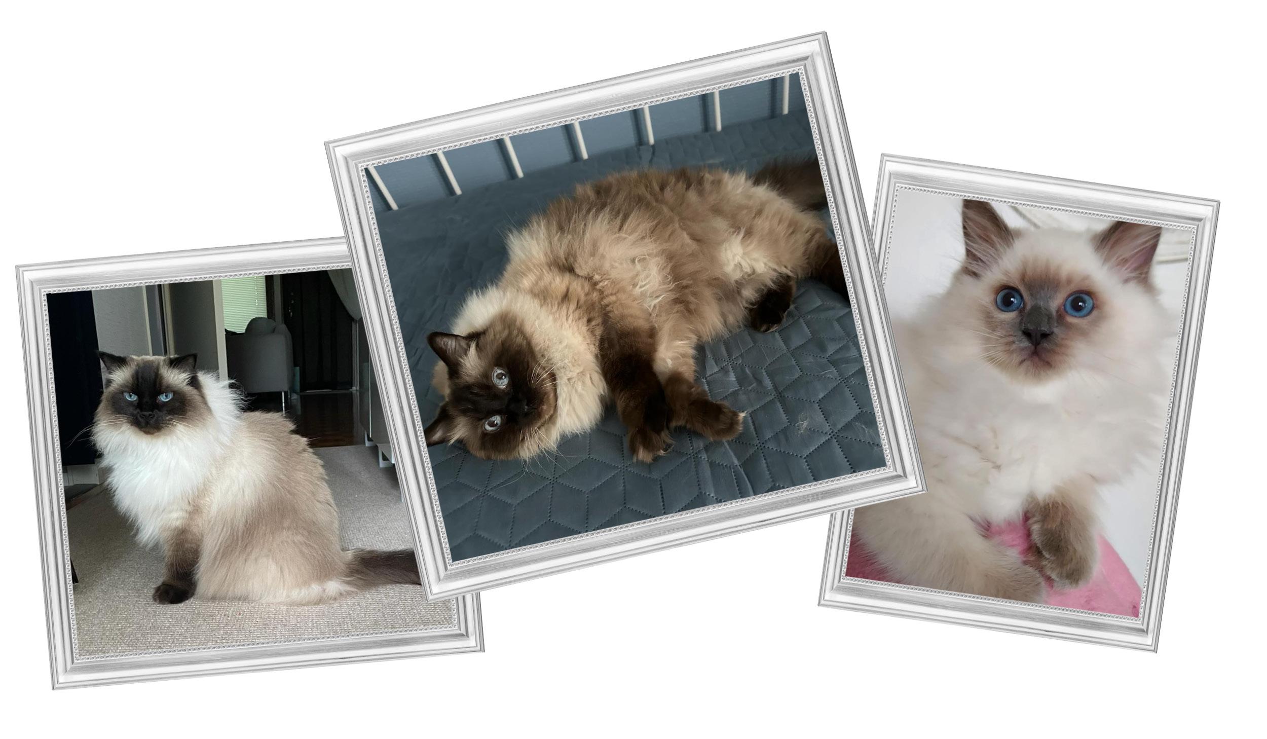 Colourpoint | ragtail.com