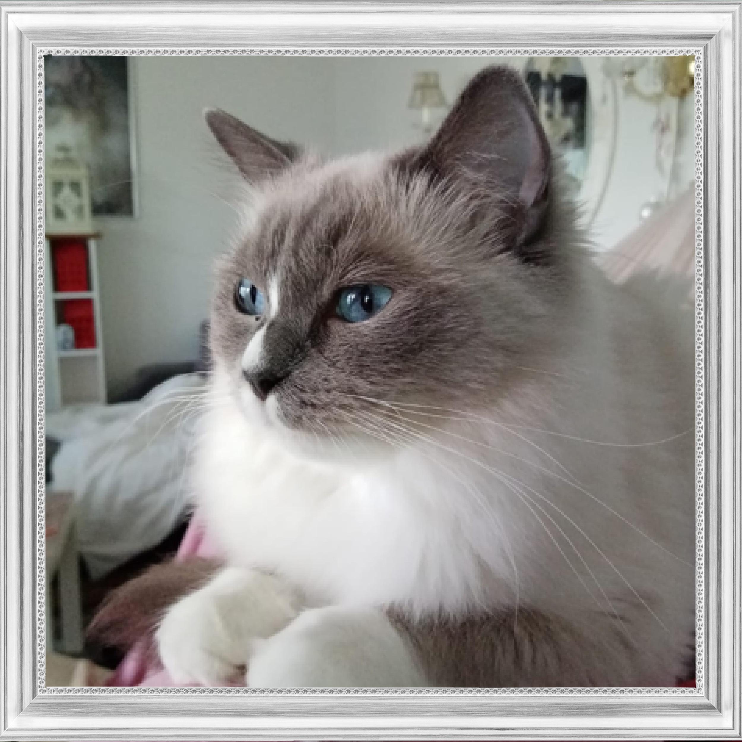 Ragtail Tiffany of Thor | ragtail.com