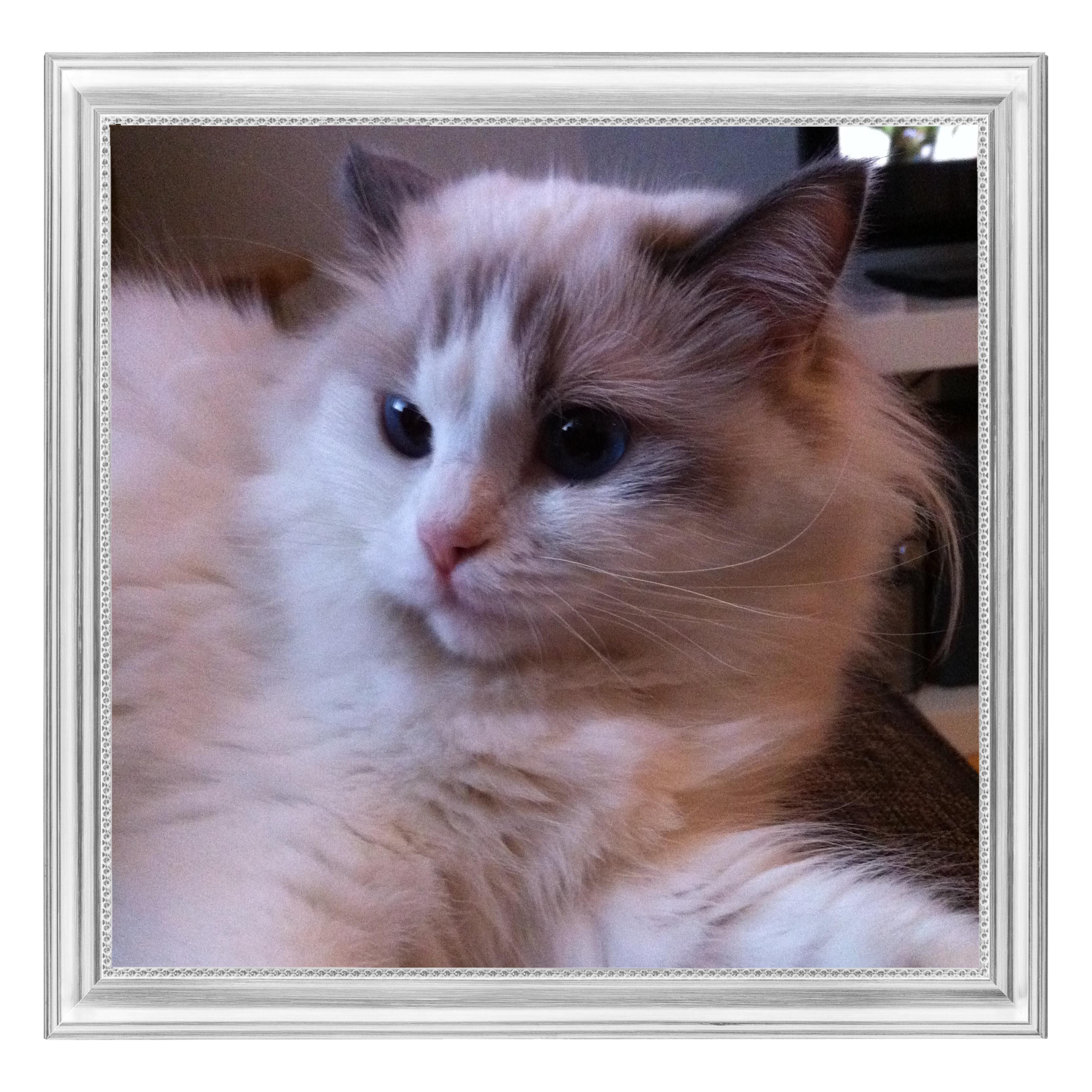 PL*Gregorius Cat Stella | ragtail.com