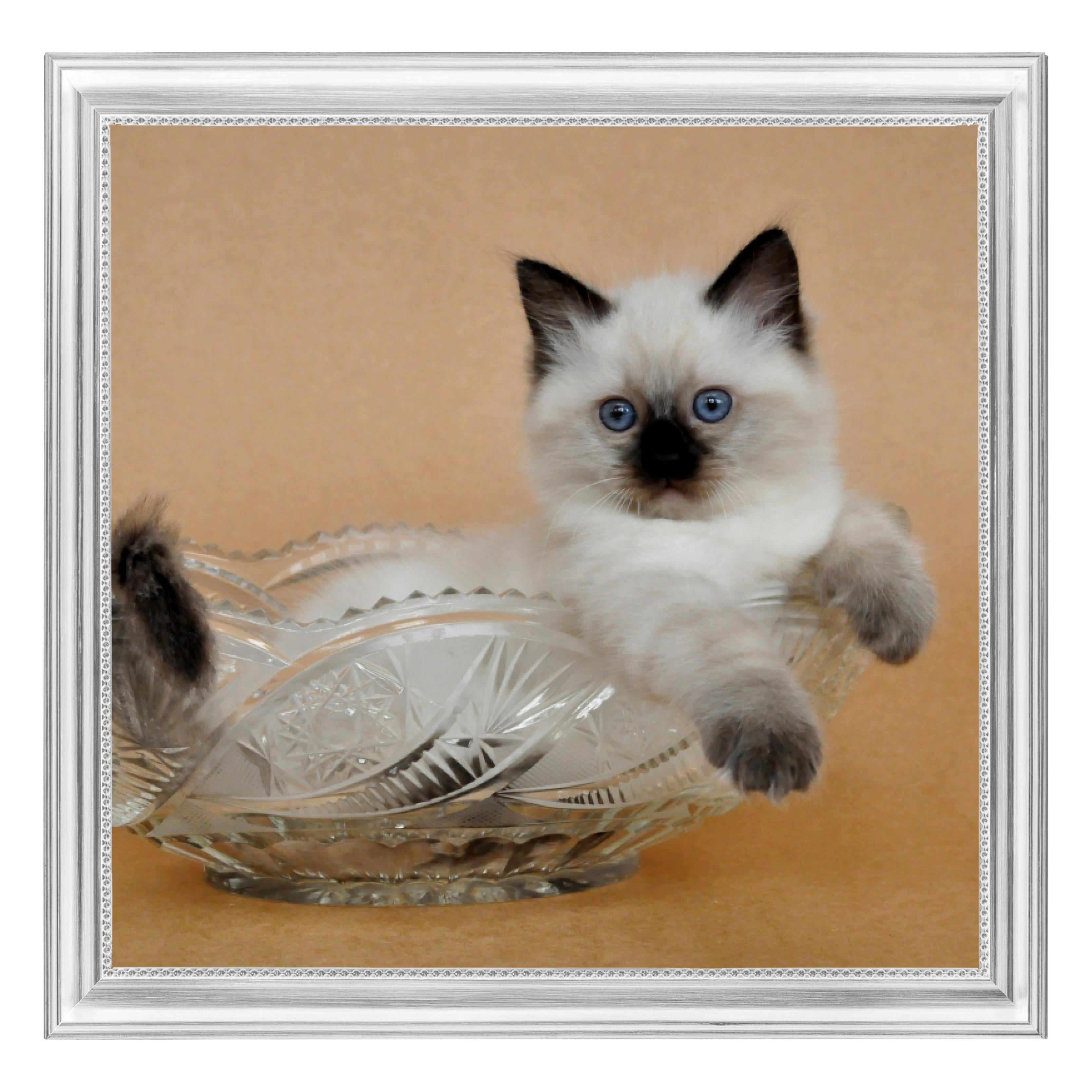 Ramona | ragtail.com