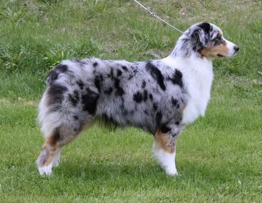 Australianpaimenkoirat | riekonhovin