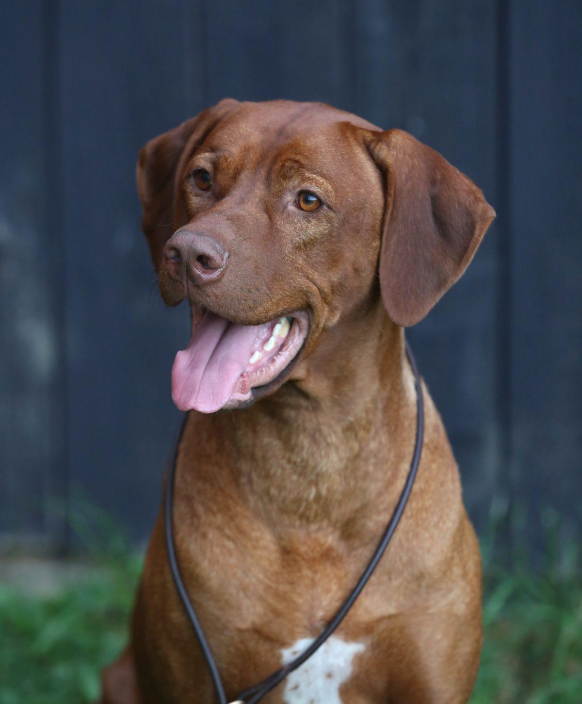 Uutta kotia etsivät | Rhodesiankoira - Rhodesian Ridgeback