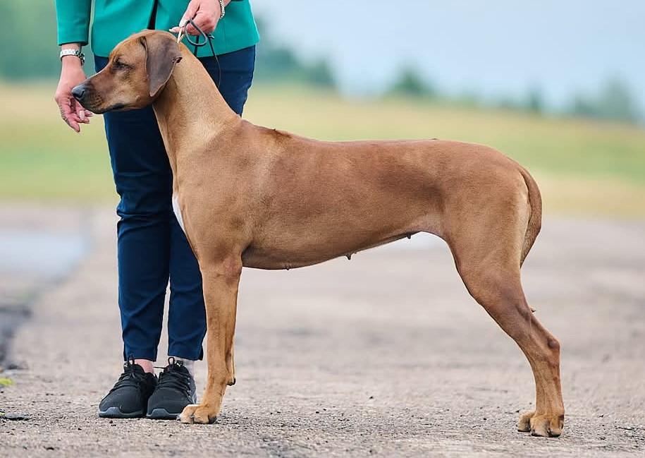 Pentuvälitys | Rhodesiankoira - Rhodesian Ridgeback