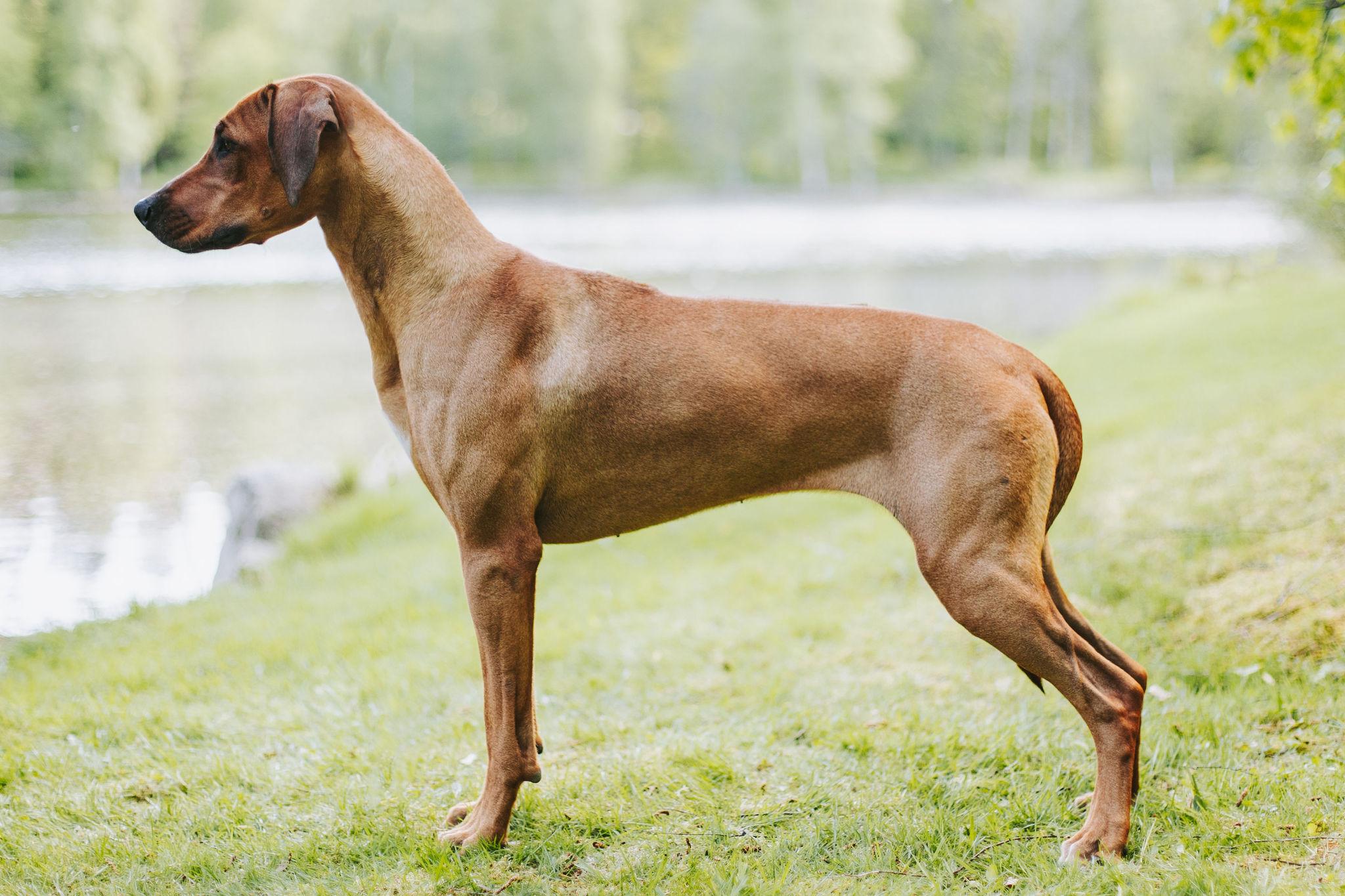 Pentuvälitys | Rhodesiankoira - Rhodesian Ridgeback