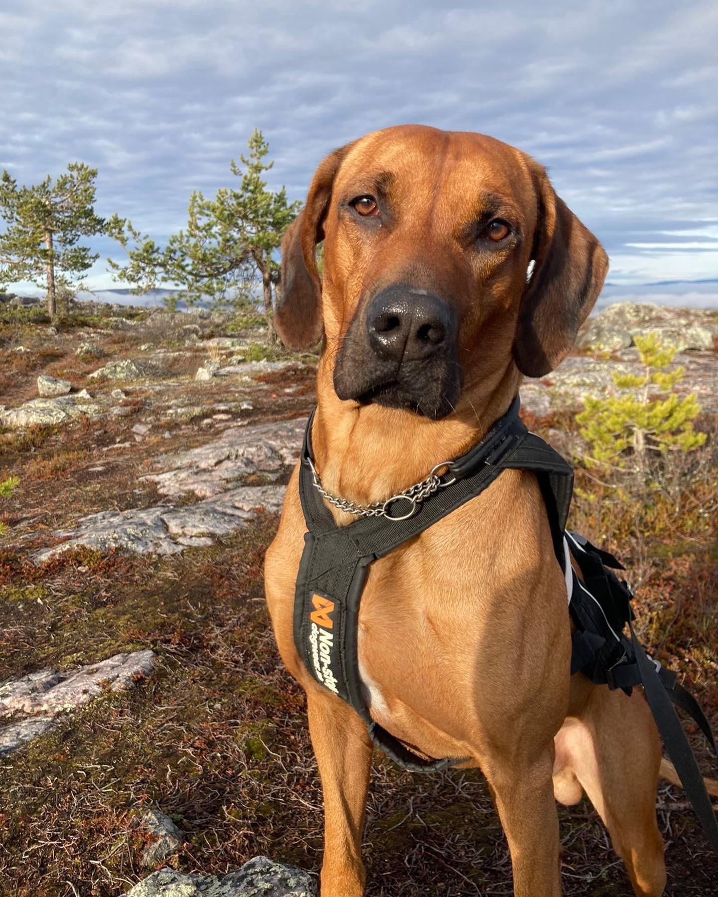 Uutta kotia etsivät | Rhodesiankoira - Rhodesian Ridgeback