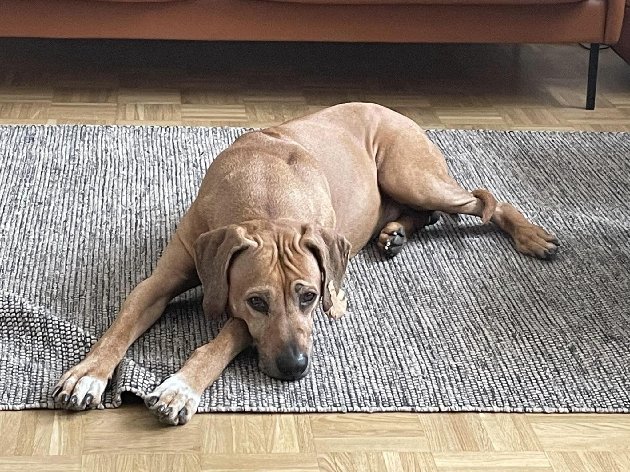 Uutta kotia etsivät | Rhodesiankoira - Rhodesian Ridgeback