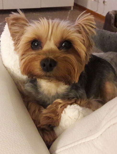 Panda | Kennel Tinydewills