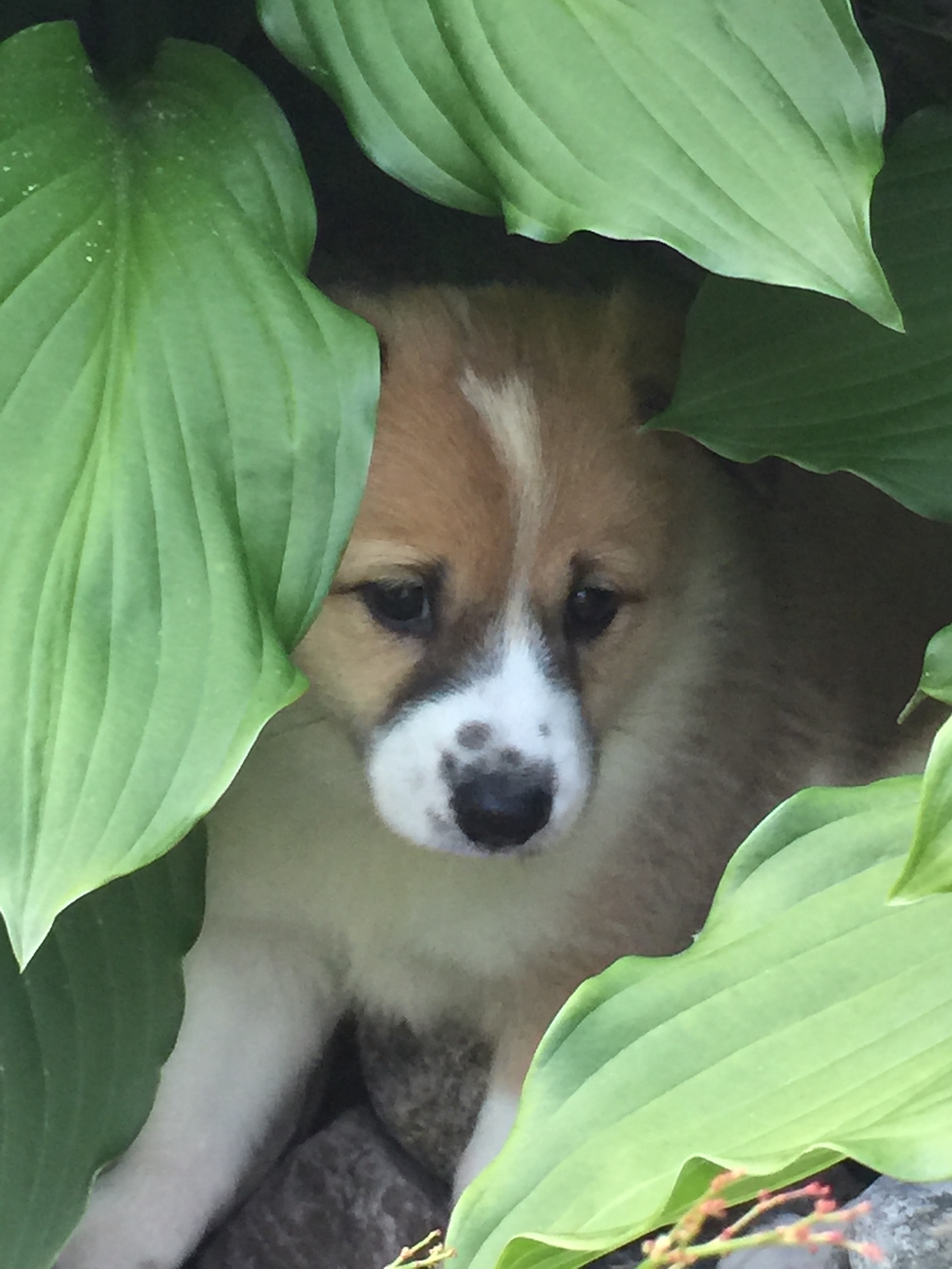 Kuvagalleria | pohjanpystykorva, suomenpystykorva