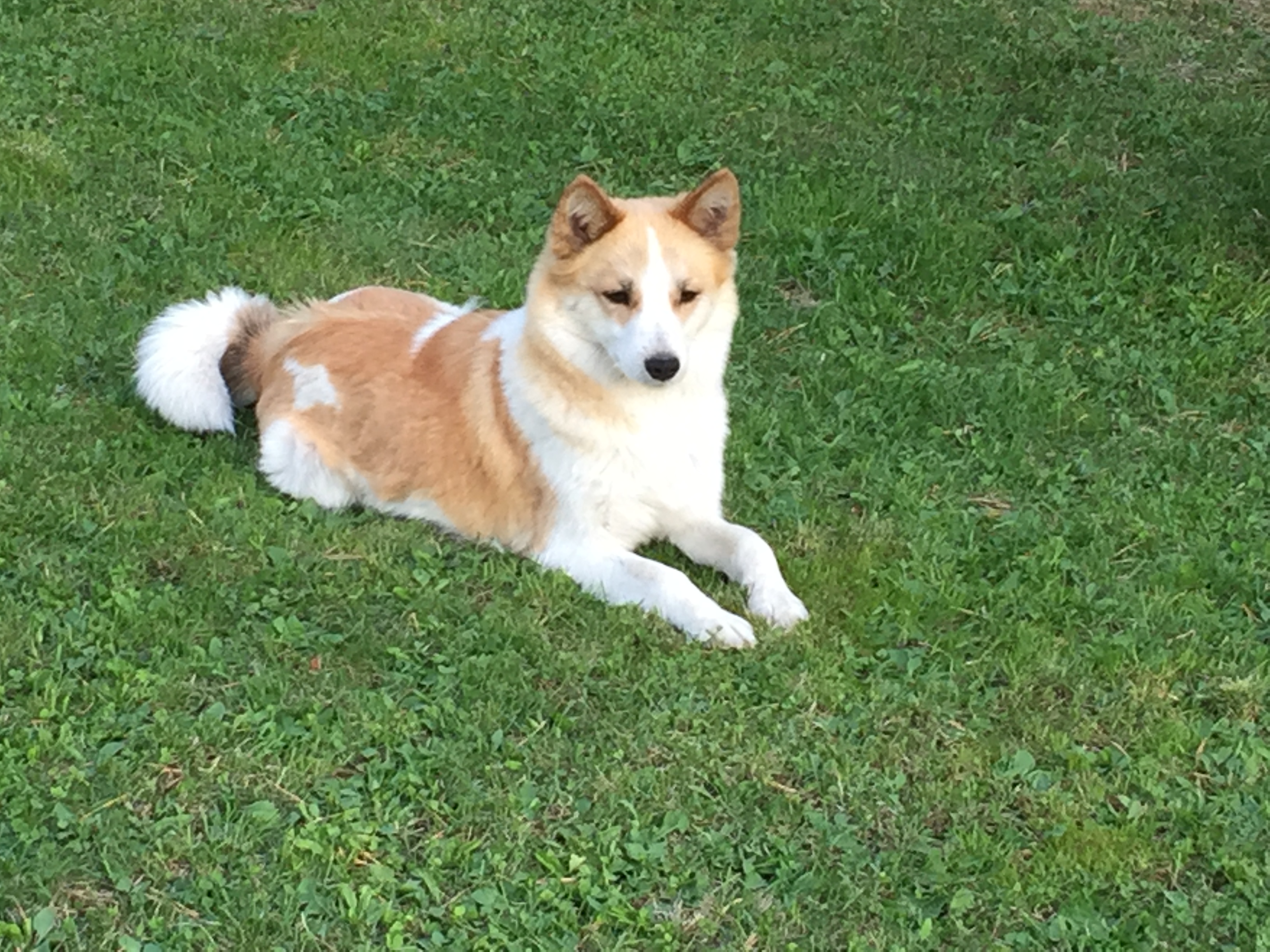 Kuvagalleria | pohjanpystykorva, suomenpystykorva